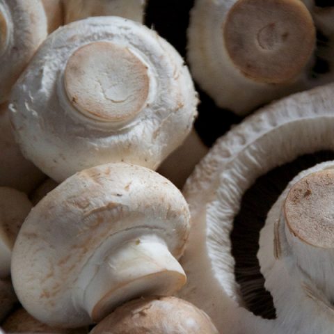 AMGA Membership - Australian Mushroom Growers